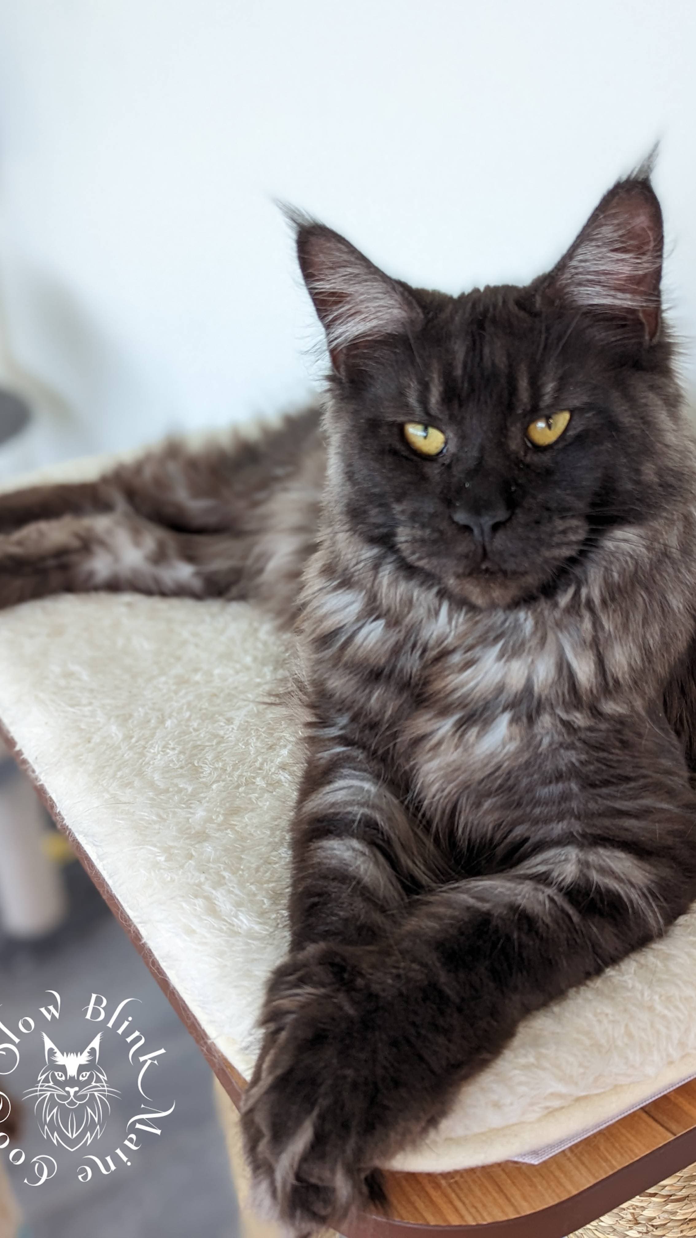 Poly Juice - Female Poly Black Smoke (ns) PP Maine Coon Cat