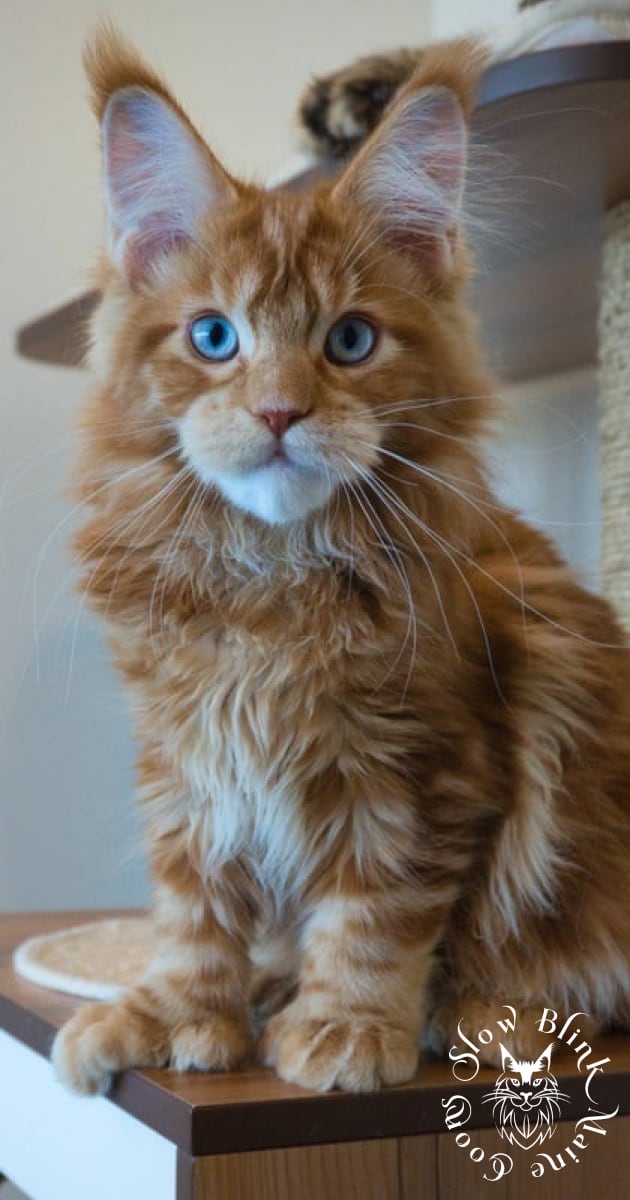 Apollo - Male Poly Red Silver Blotched Tabby with Blue Eyes (ds 22 61 ...