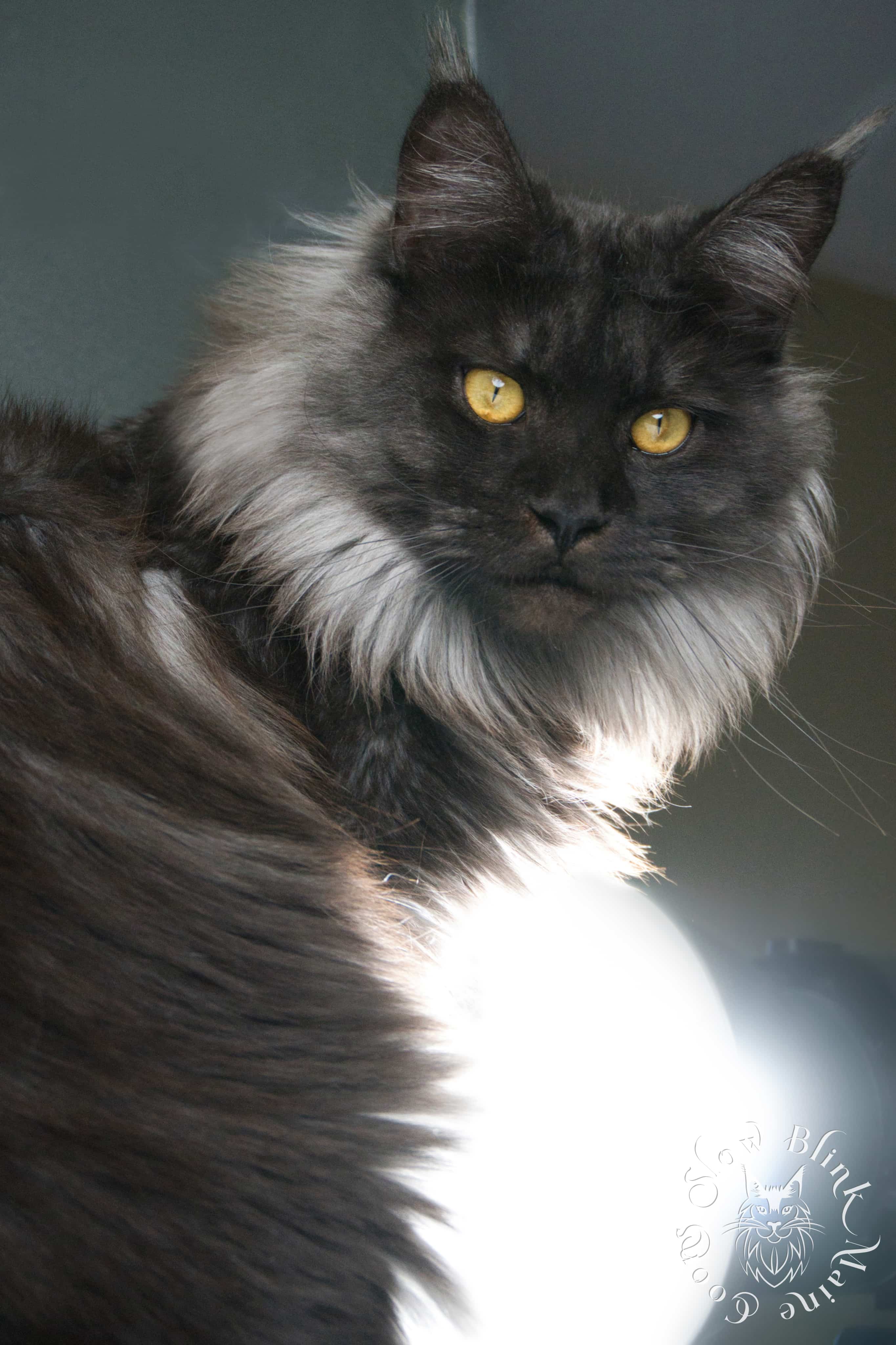 Demeter - Female Poly Black Smoke (ns) Polydactyl Maine Coon Cat