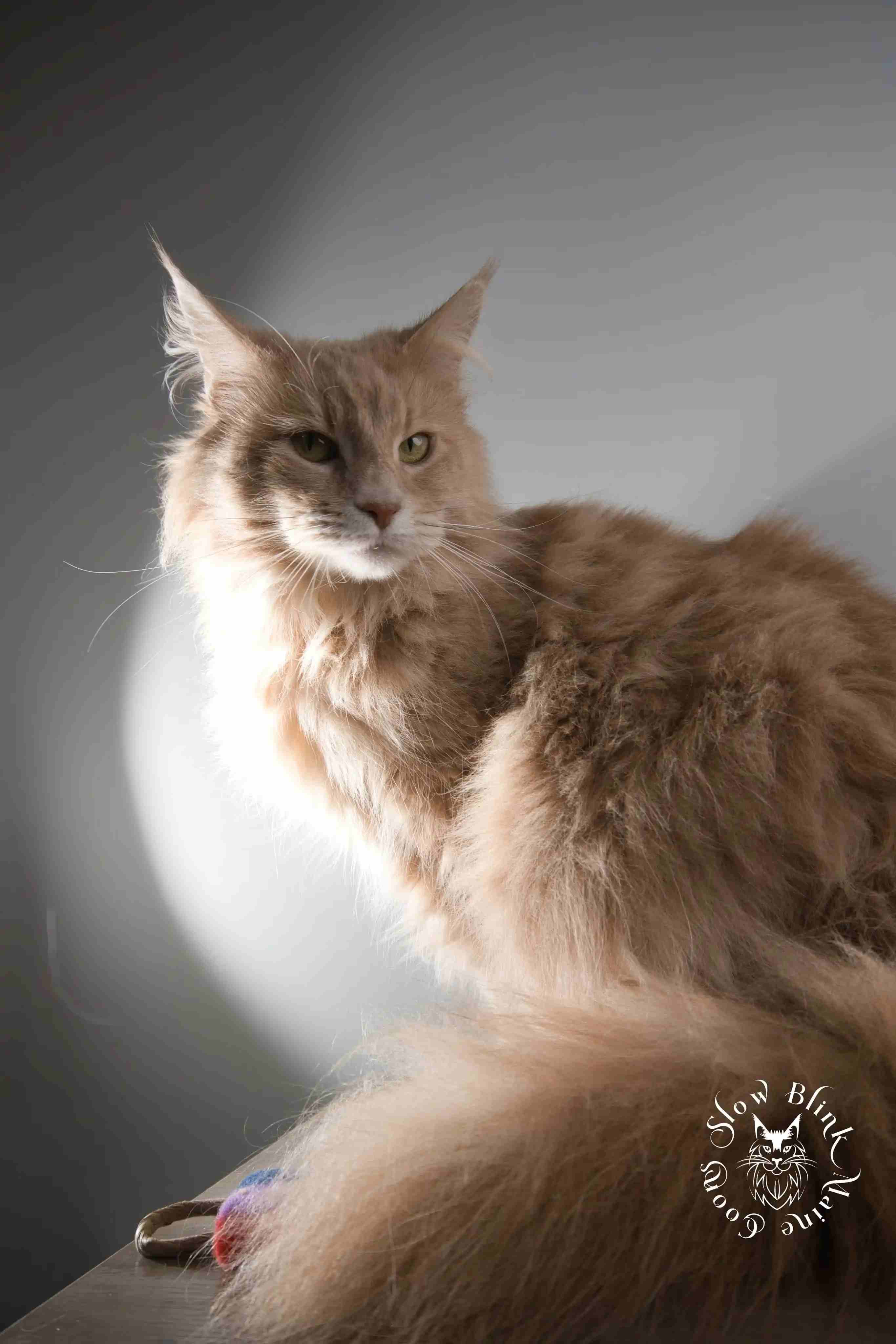 Lotus - Female Cream tabby (e 22) Polydactyl Maine Coon Cat