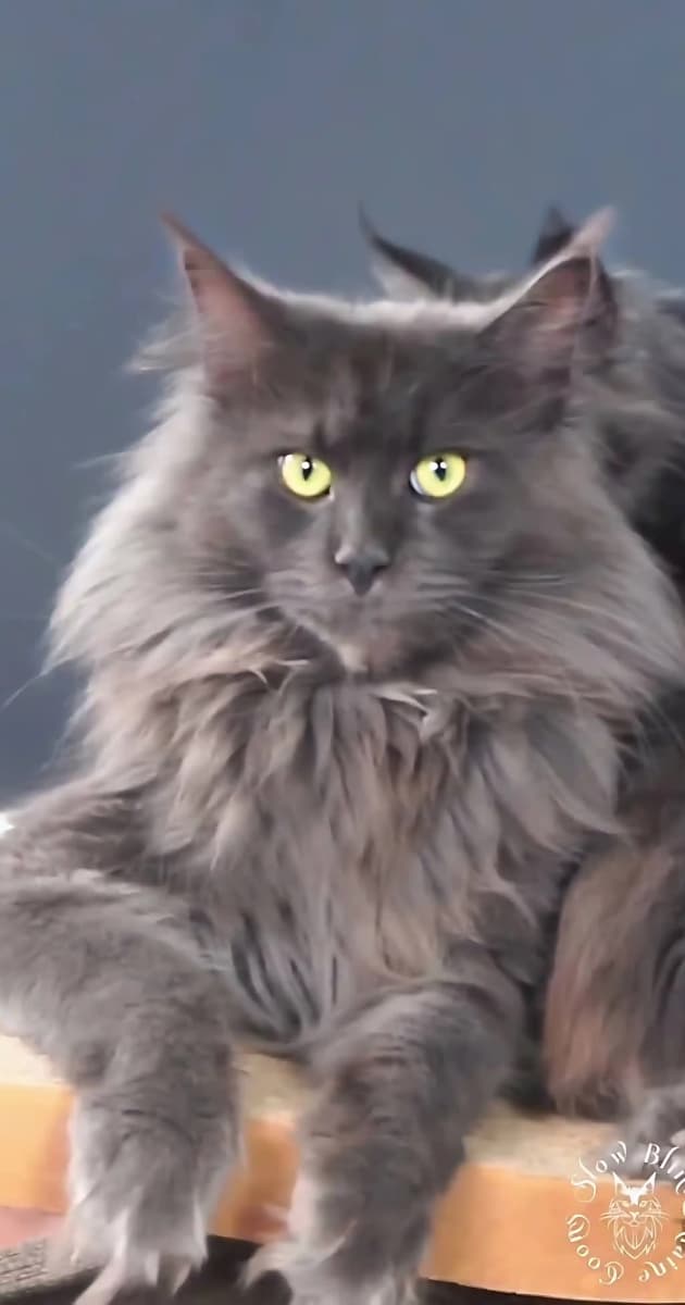 Maserati - Female Blue Smoke (as) Maine Coon Cat