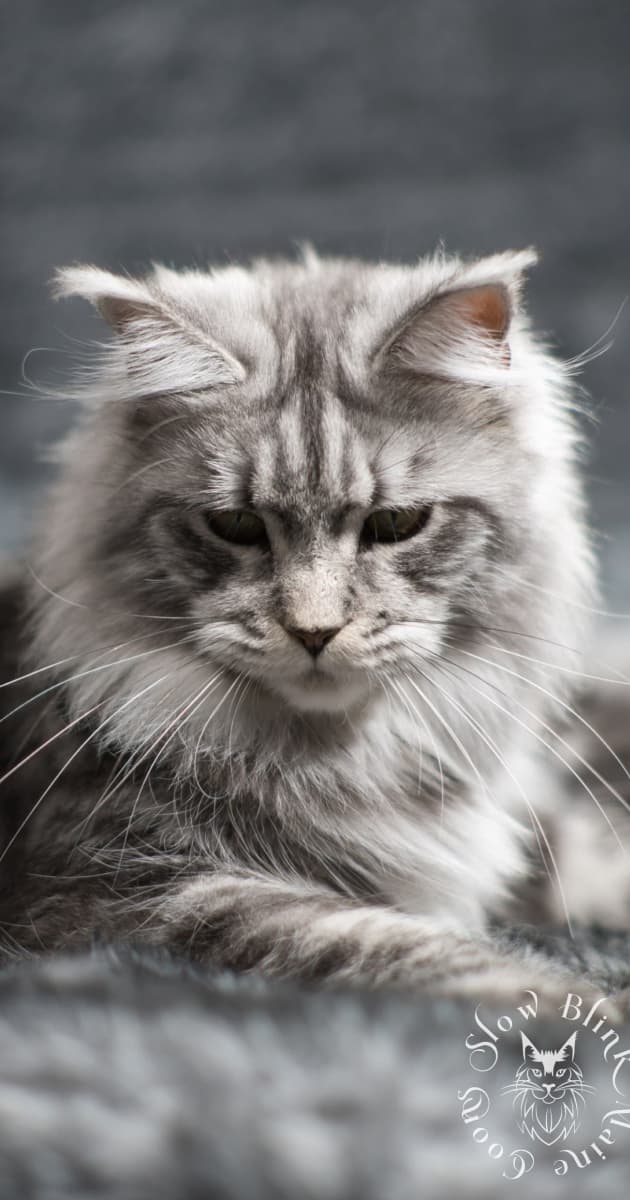 Nike - Female Black Silver Tabby (ns 22) Polydactyl Maine Coon Cat