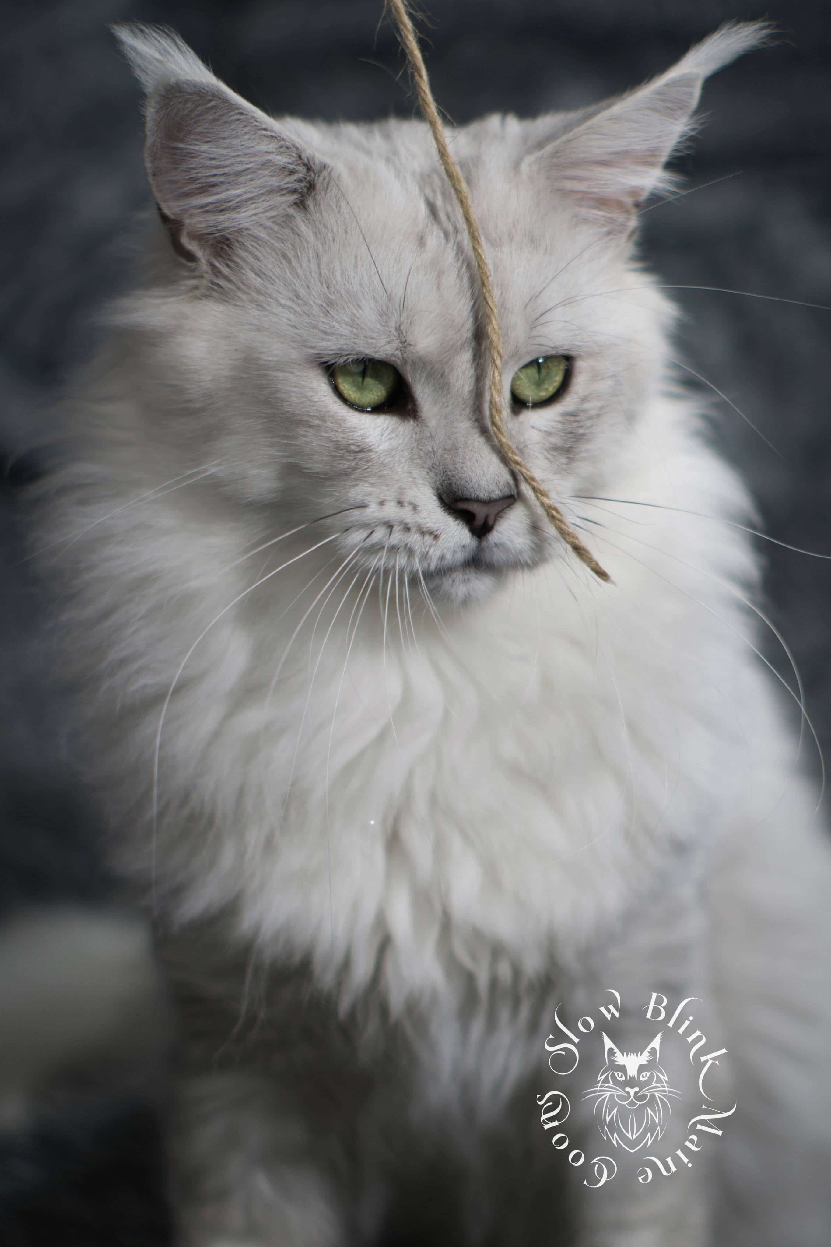 Zeus - Male Black Silver Shaded (ns 11) Maine Coon Cat