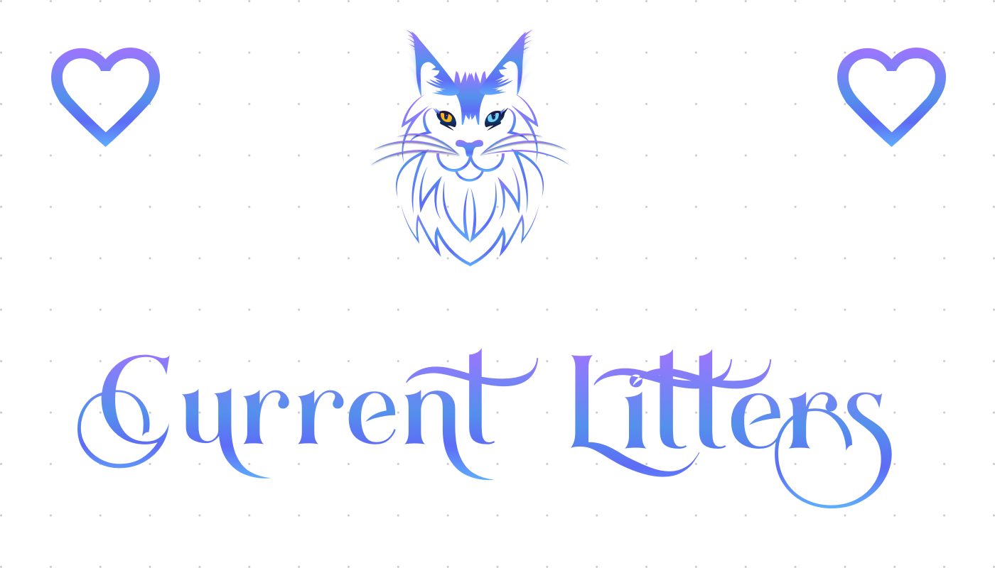 Current Litters | Available Maine Coon Kittens | SlowBlink